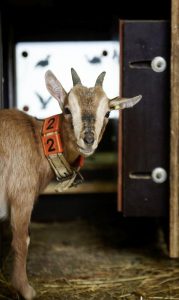 Are Goats Smart? Revealing Goat Intelligence - Goat Journal